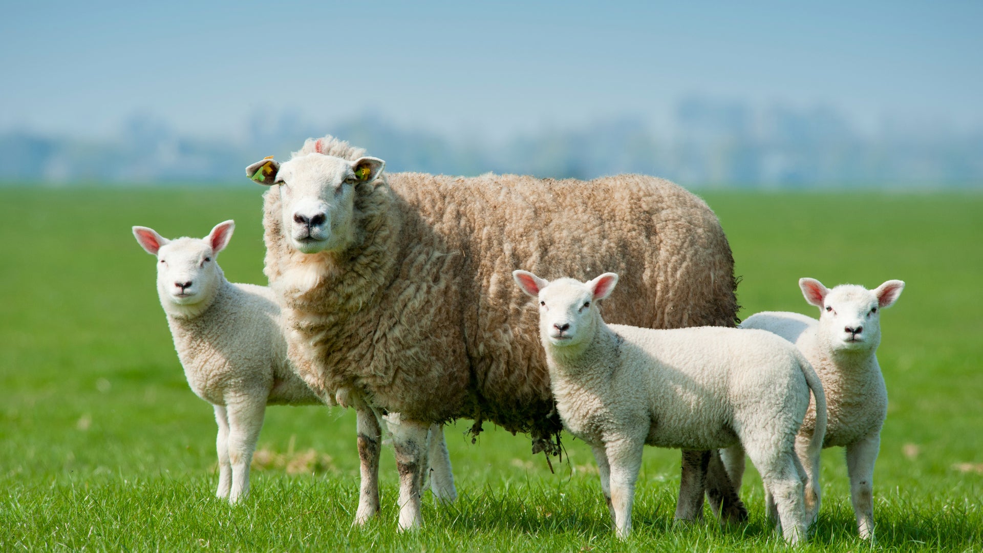 Severn Valley Lamb